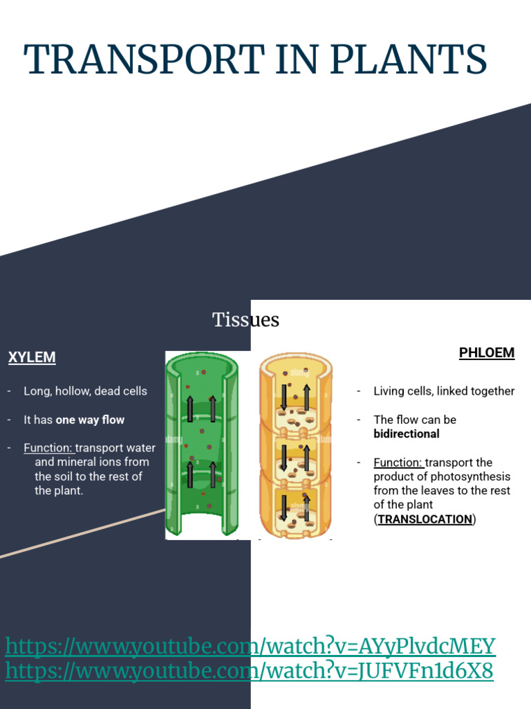 Plant Transport: Xylem and Phloem Functions | PDF