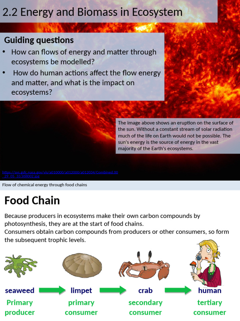 Lesson 2-Food Chain and Food Web | PDF | Food Web | Ecosystem