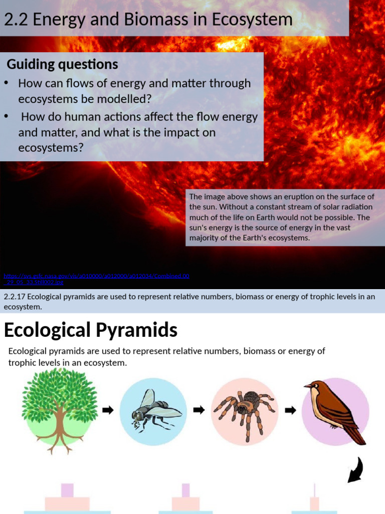 Lesson 3-Ecological Pyramids | PDF | Biomass (Ecology) | Food Web
