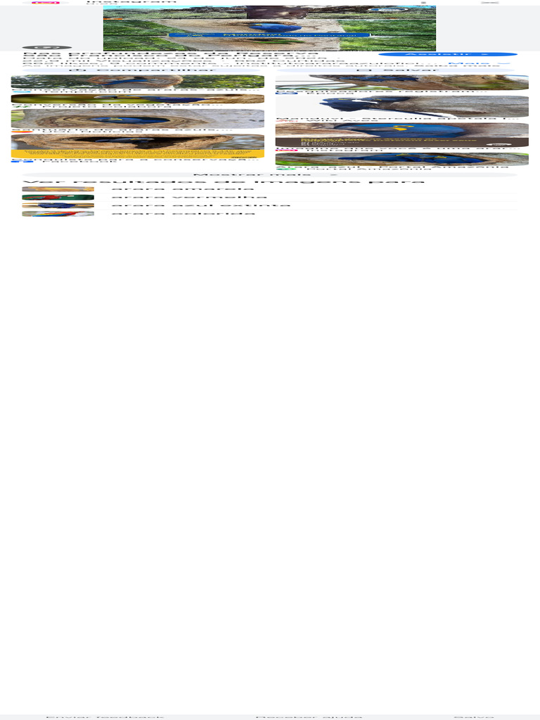 Arvore Manduvi Arara Azul - Pesquisa Google 2 | PDF