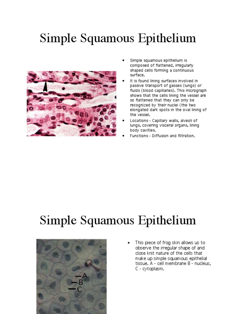 Histology Epithelium | PDF | Epithelium | Anatomy
