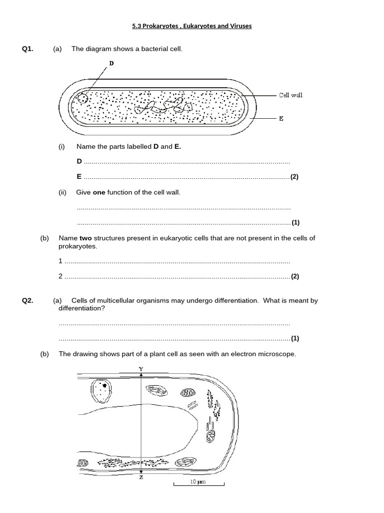 5.3 Eukaryotes Vs Prokaryotes and Viruses Exam Qus | PDF | Cervical ...