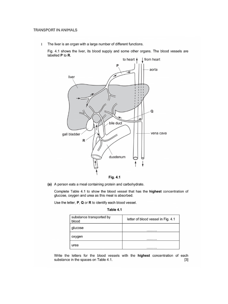 Transport in Animals | PDF