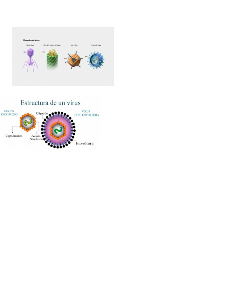 Virus | PDF
