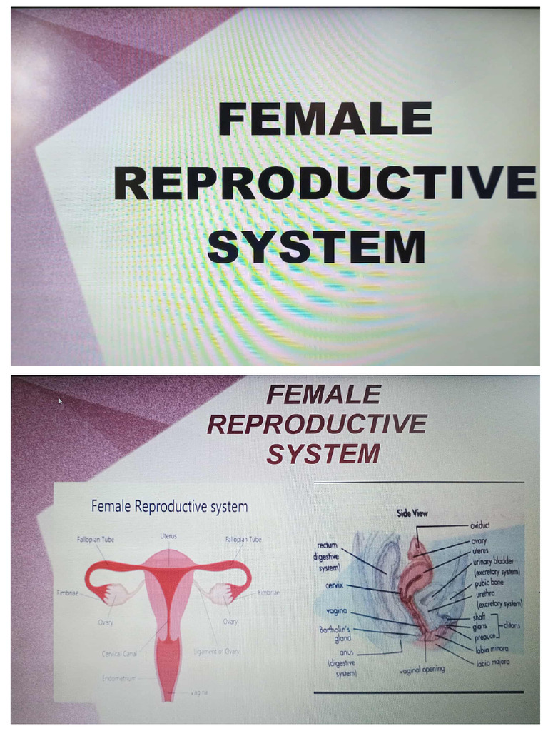 Female-reproductive-System 20251103 201402 0000 1 | PDF