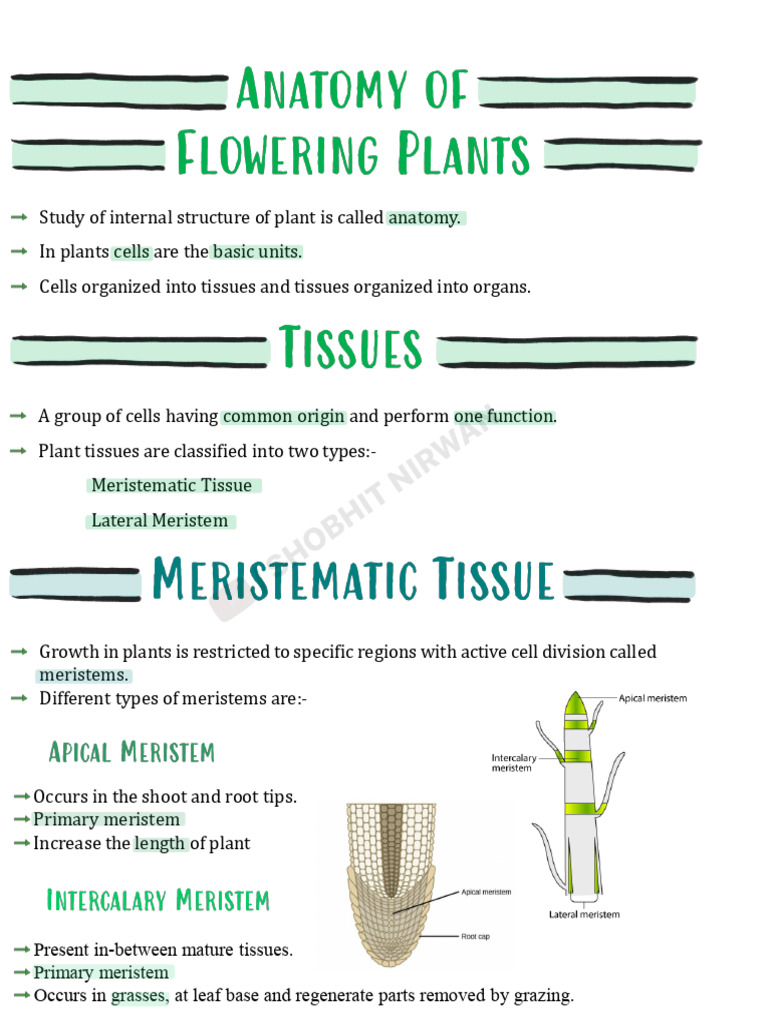 Plant Anatomy: Tissues and Structures | PDF | Tissue (Biology) | Leaf