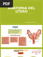 Partes de la Salpinge y Anatomía Asociada | PDF | Ovario | Pelvis