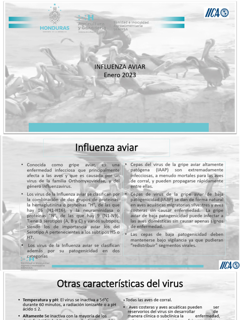 Influenza Aviar: Información Esencial | PDF | Influenza aviar | Influenza