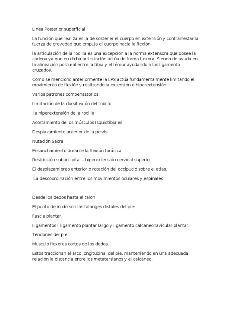 Linea Posterior Superficial | PDF