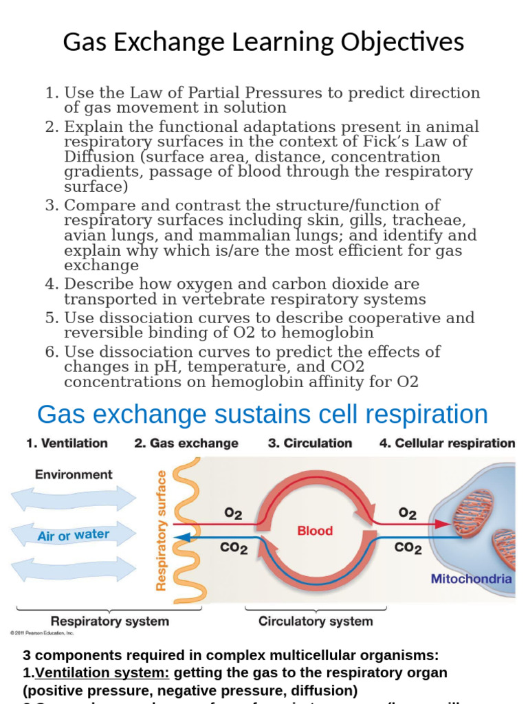 1108 F23 4.06 Gas Exchange | PDF | Respiratory System | Lung
