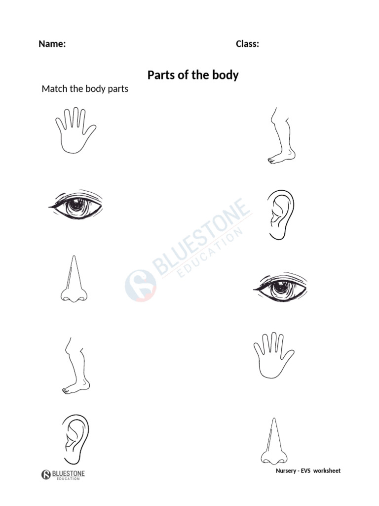Nursery EVS Worksheets for Kids | PDF | Zoology