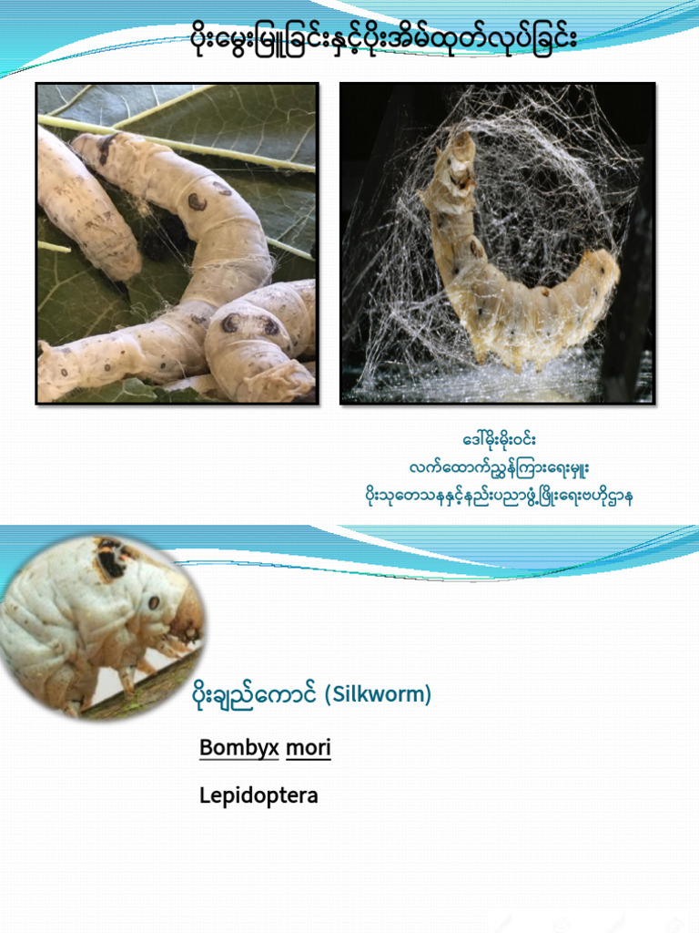 Silkworm Rearing and Cocoon Production - by DMMW | PDF