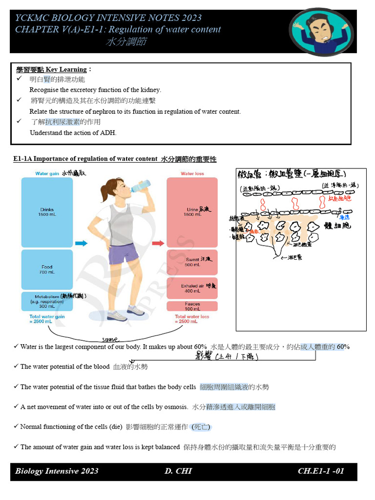 Water Regulation in Human Biology | PDF | Urinary System | Kidney