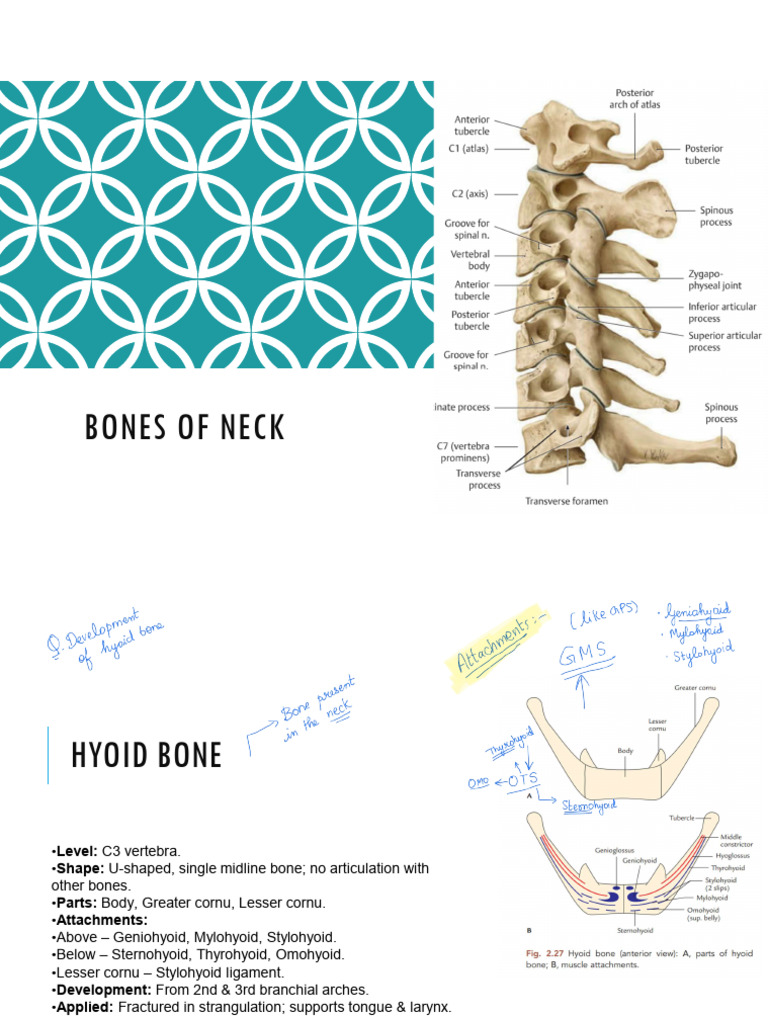 BONES OF THORAX | PDF | Vertebra | Pelvis