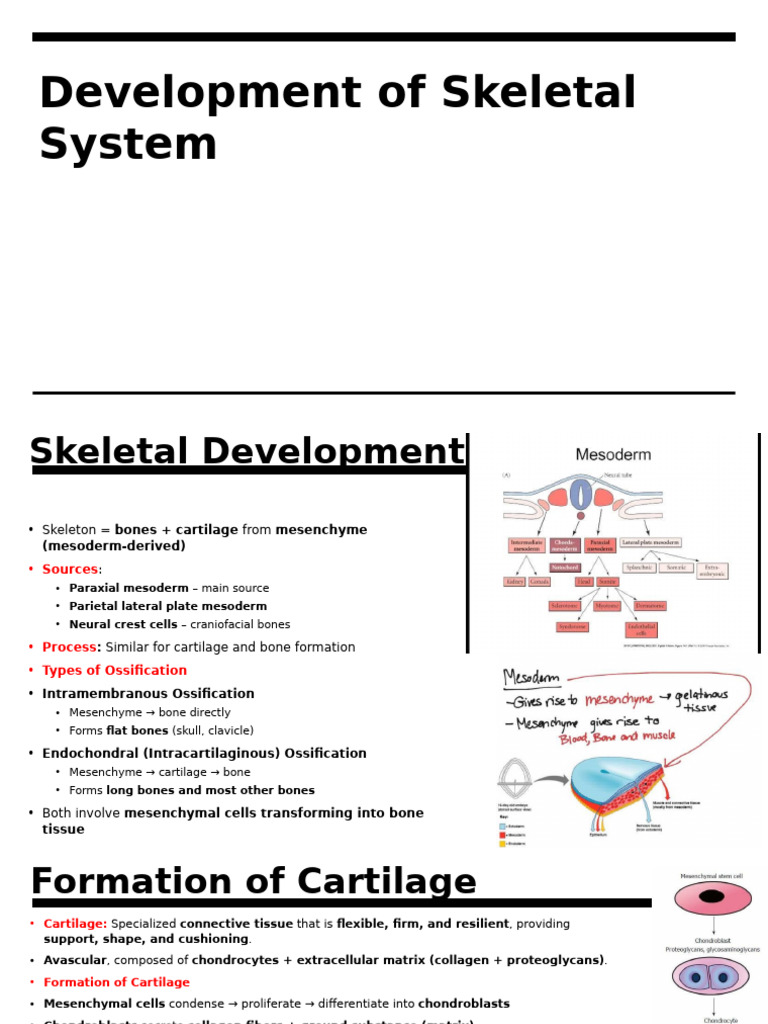 Bones Basics and Development | PDF | Bone | Cartilage