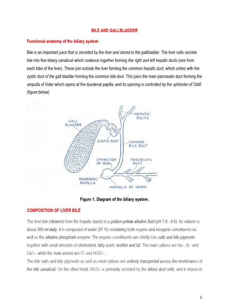 Bile and Gallbladder Functions Explained | PDF | Bile | Liver