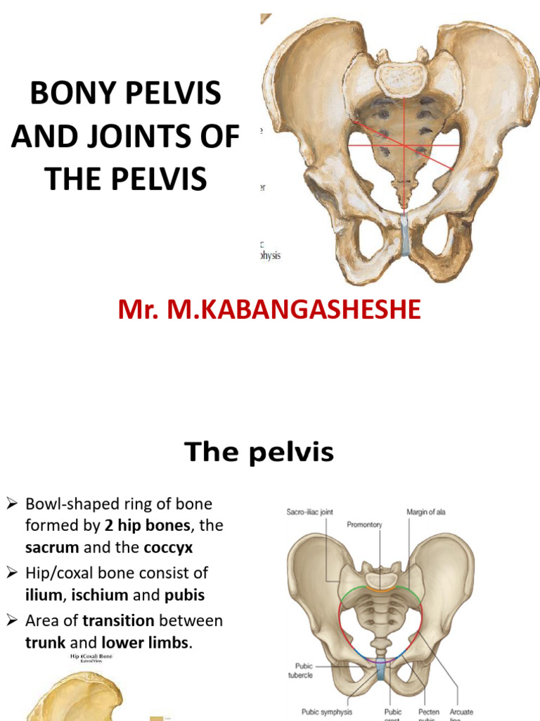 Bony Pelvis and Joints of The Pelvis PDF | PDF | Pelvis | Vertebra