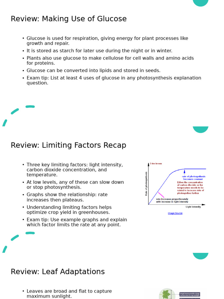 Photosynthesis Lesson - Slides 26-30 | PDF