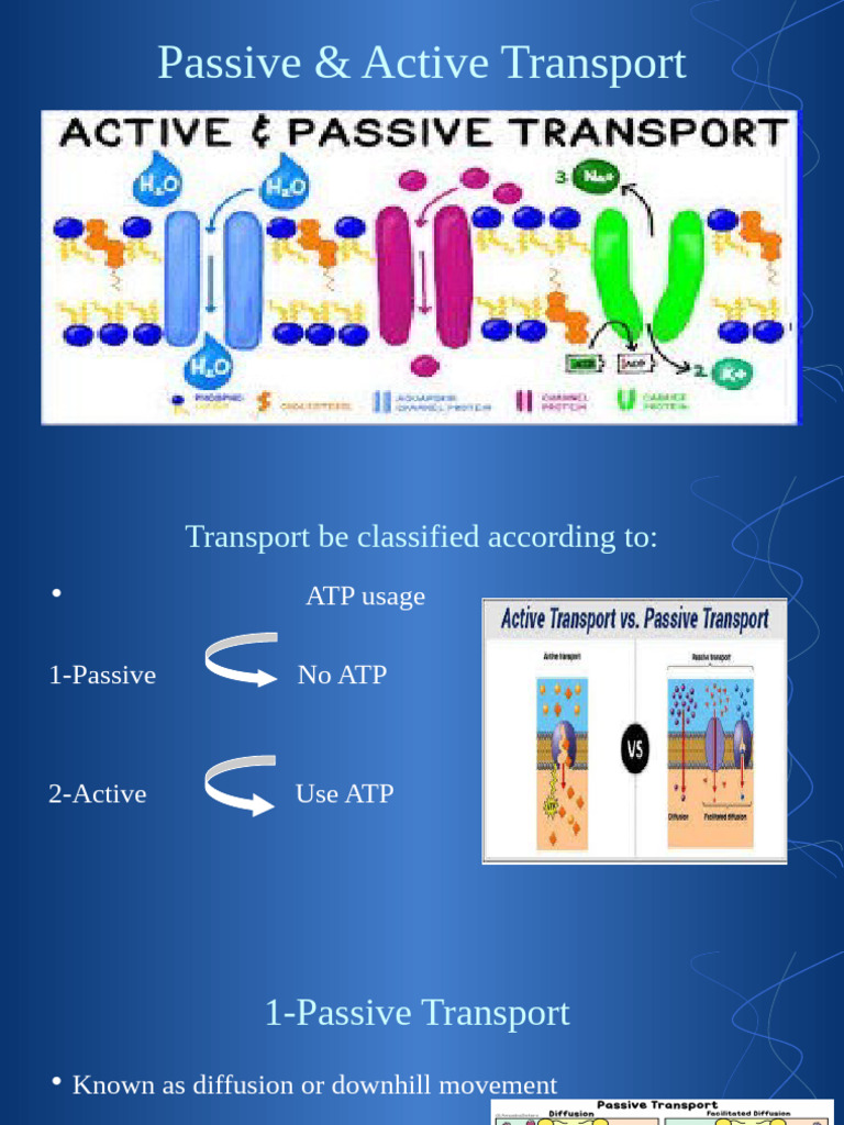 Passive vs Active Transport Explained | PDF