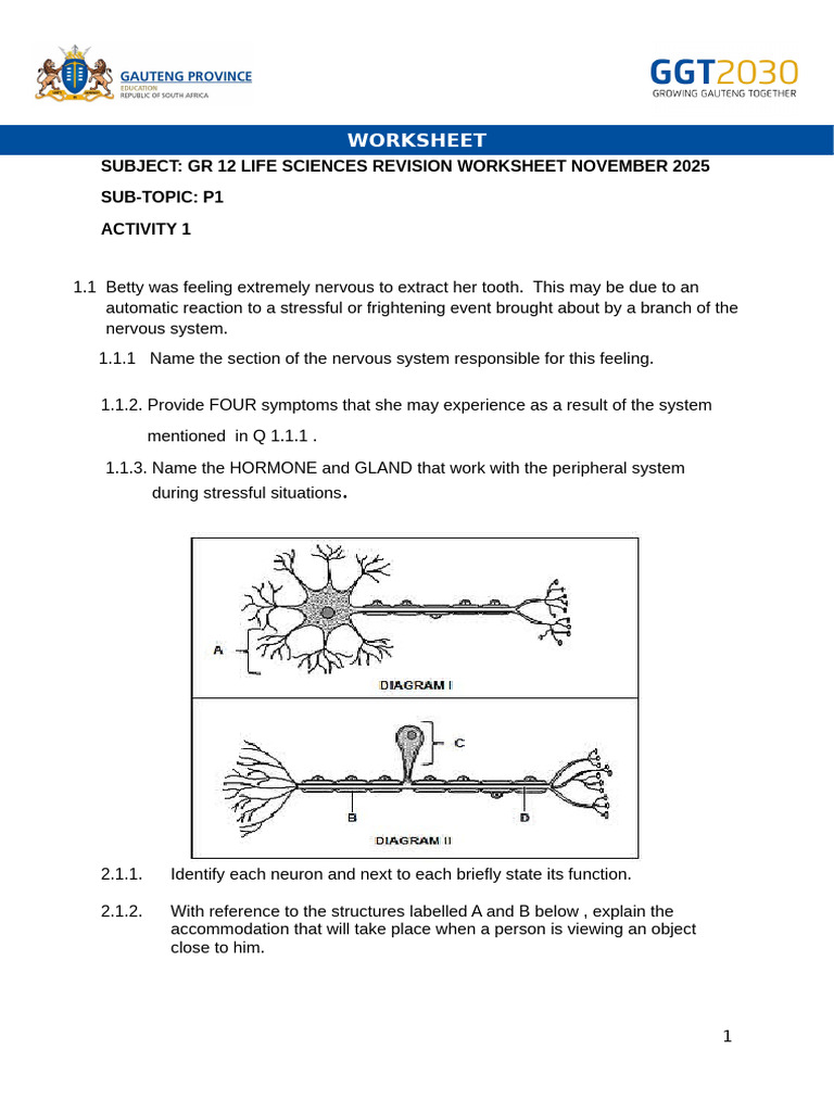GR 12 REVISION WORKSHEET P1 NOV 2025 | PDF | Prenatal Development | Anatomy