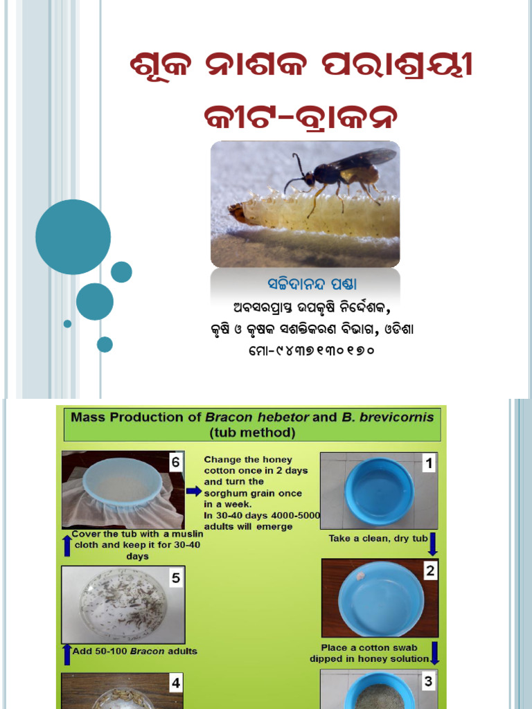 Bracon | PDF