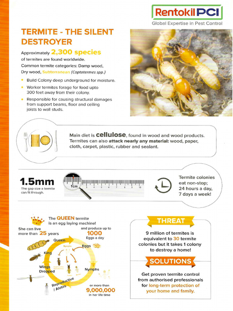 Termite Treatment, The Silent Killer of Wood | PDF | Zoology | Insects