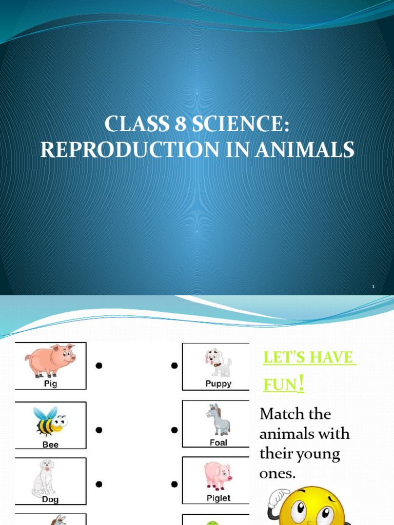 Reproduction in Animals: Modes & Processes | PDF | Fertilisation ...