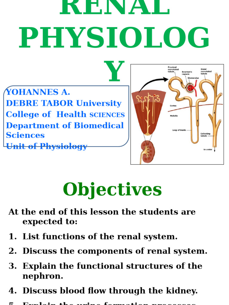 Renal Physiology | PDF | Kidney | Urinary System