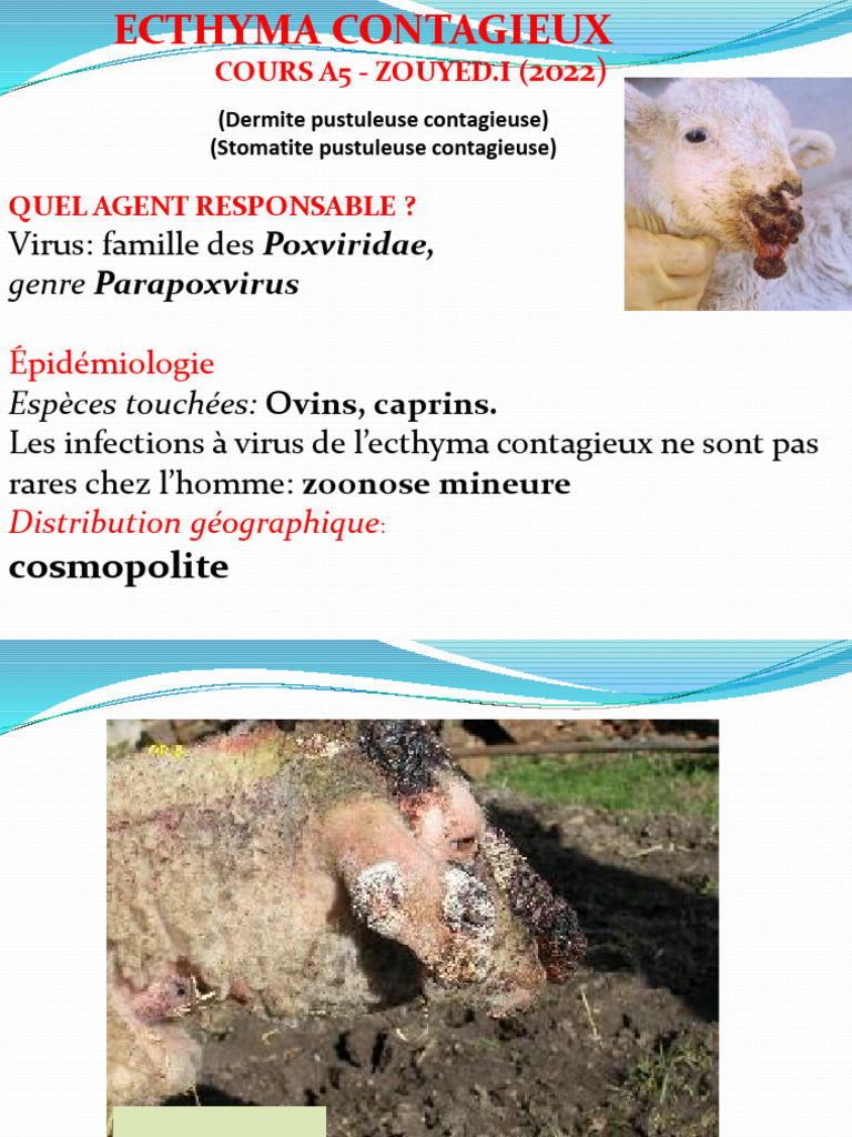 Ecthyma contagieux : symptômes et traitement | PDF | Immunologie | Médecine
