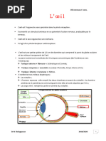 Anatomie du Corps Géniculé Latéral | PDF | Système visuel | Vision