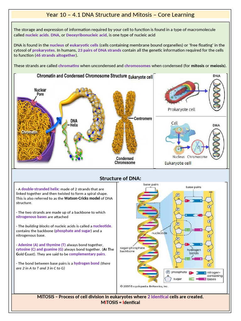 10 4.1 (1) DNA and Mitosis - Core Learnin | PDF | Mitosis | Dna
