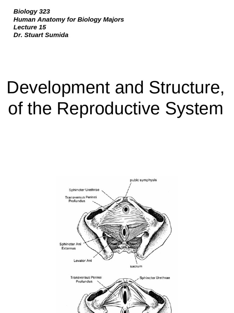 Human Anatomy Reproductive System Development Pdf Uterus Clitoris