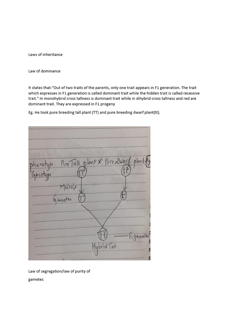 Laws of Inheritance | PDF | Meiosis | Mitosis