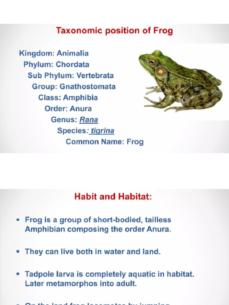 FroG | PDF