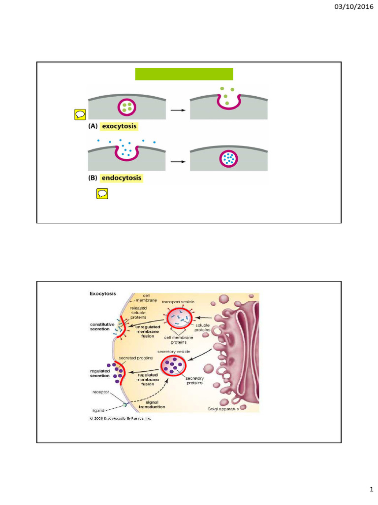 6 - Transporte Vesicular I | PDF | Biología Celular | Bioquímica