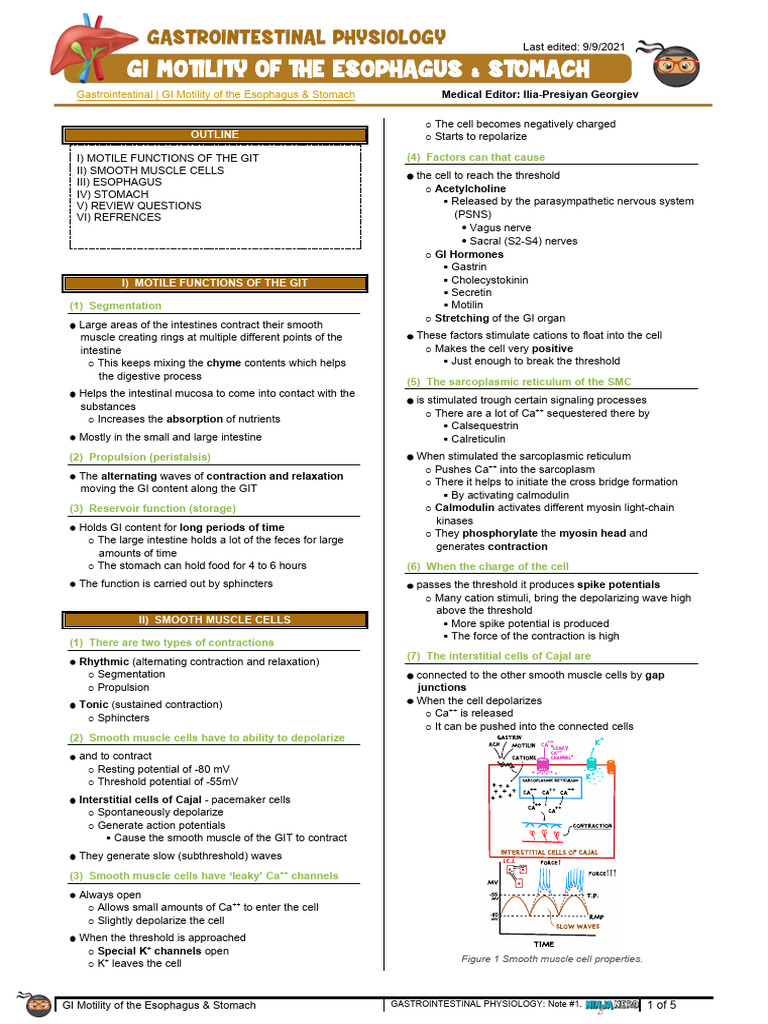 GI Motility of The Esophagus & Stomach (2) Atf | PDF | Stomach | Esophagus
