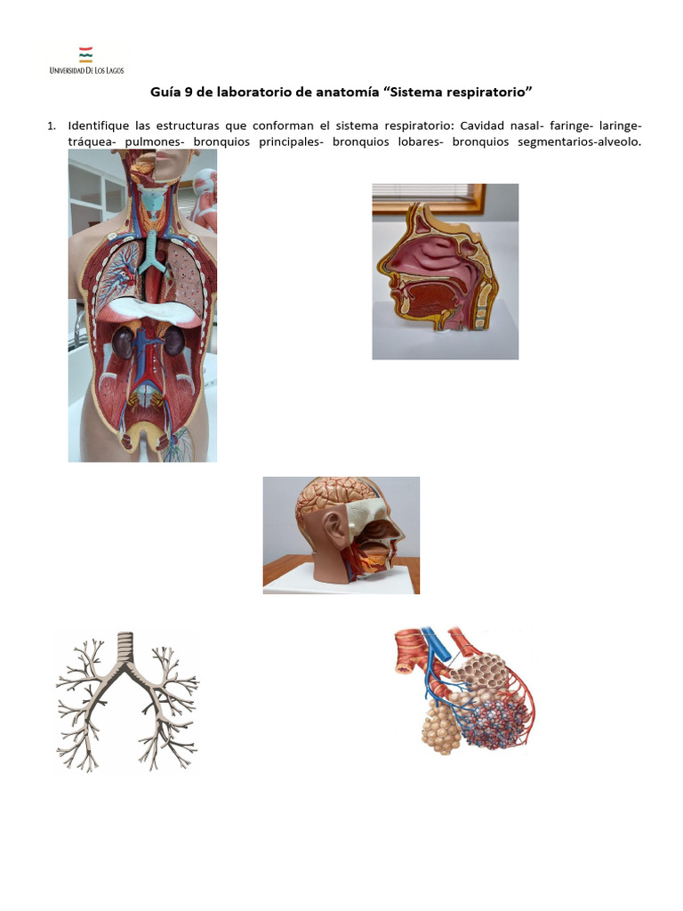 Guía 9 de Lab Anatomía | PDF