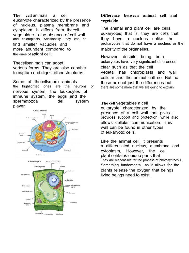 The Cell | PDF | Cell (Biology) | Eukaryotes