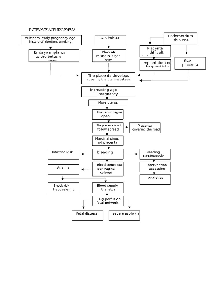 Pathway Placenta Previa | PDF | Uterus | Placenta