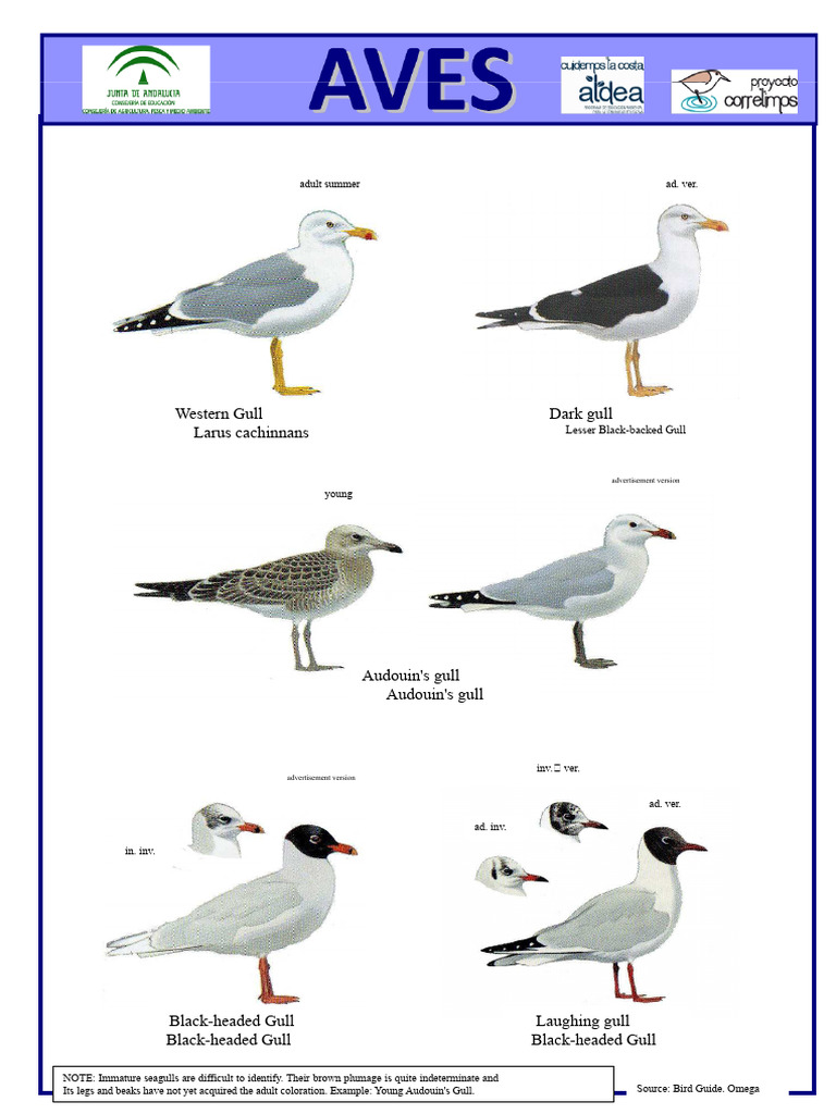 Identifying Young Seagulls Guide | PDF