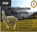 Anatomia Swini Atlas Interaktywny | PDF