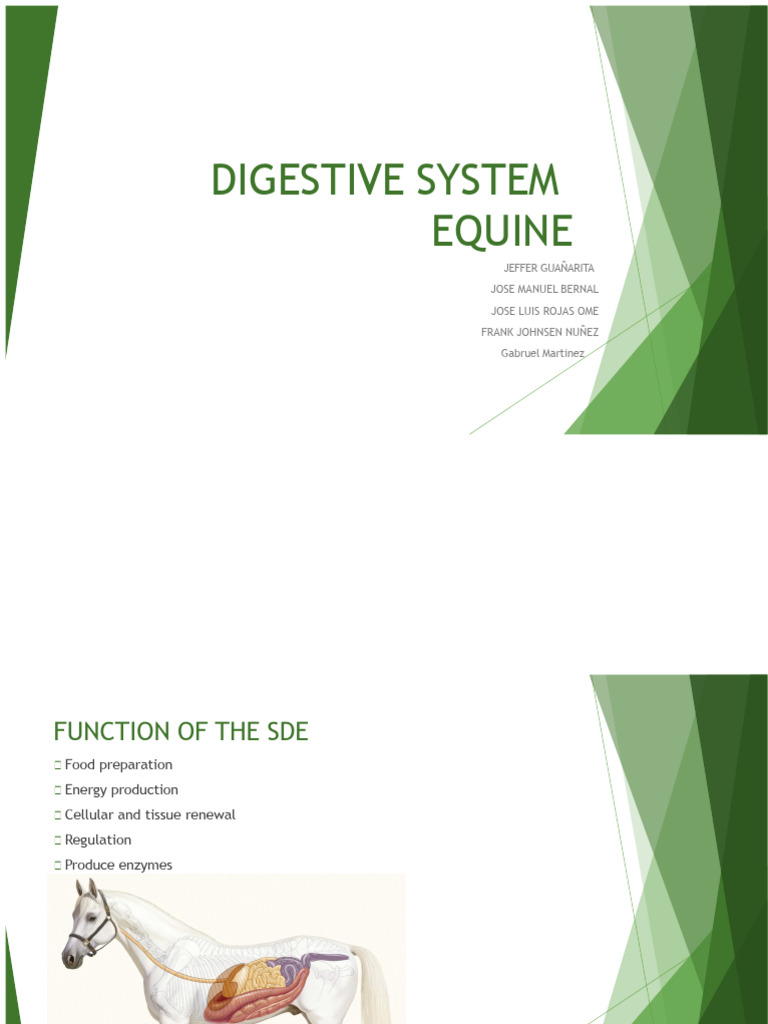 Equine Digestive System | PDF | Stomach | Esophagus