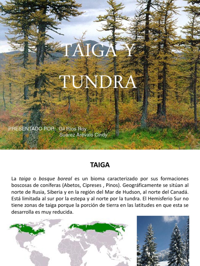 Taiga y Tundra | Suelo | Ecología