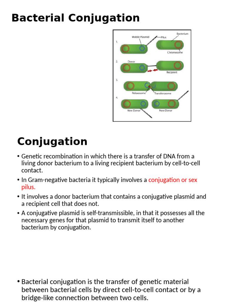 Bacterial Conjugation | PDF | Plasmid | Microbiology