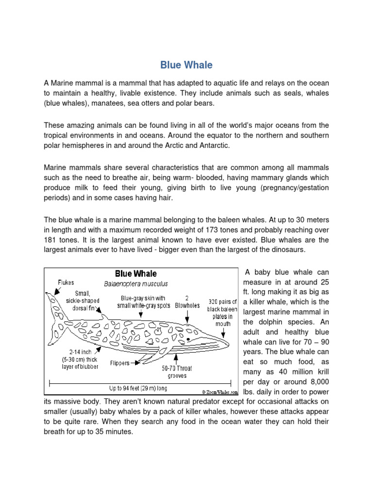 Blue Whale Final | PDF | Whales | Marine Mammals