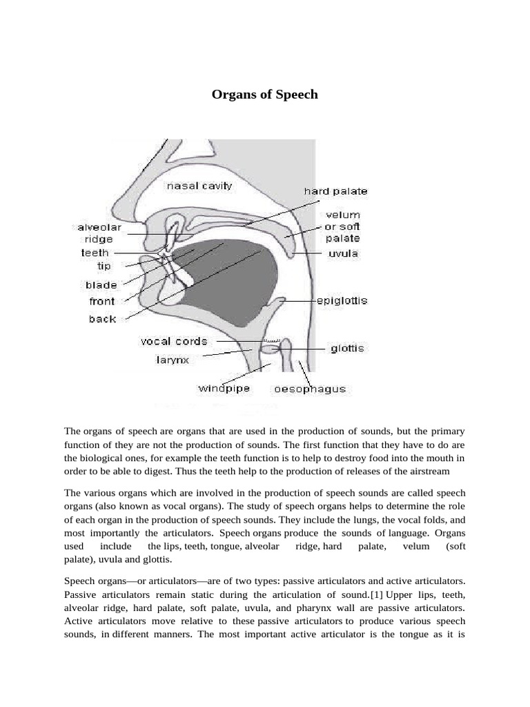 Experiment II - Organs of Speech | PDF | Larynx | Phonetics