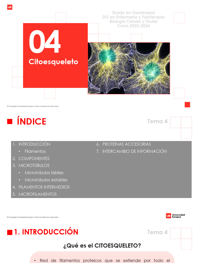 Tema 04. Citoesqueleto_2023-24 | PDF | Actina | Microtúbulos