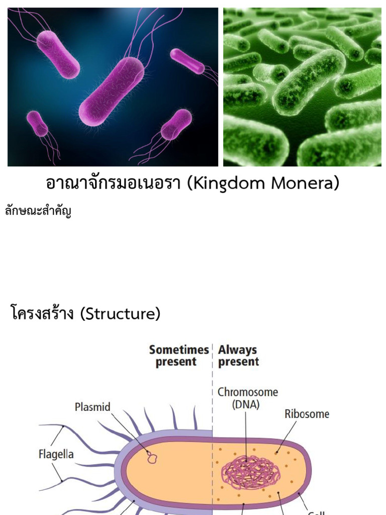 Monera Kingdom สำเนา | PDF