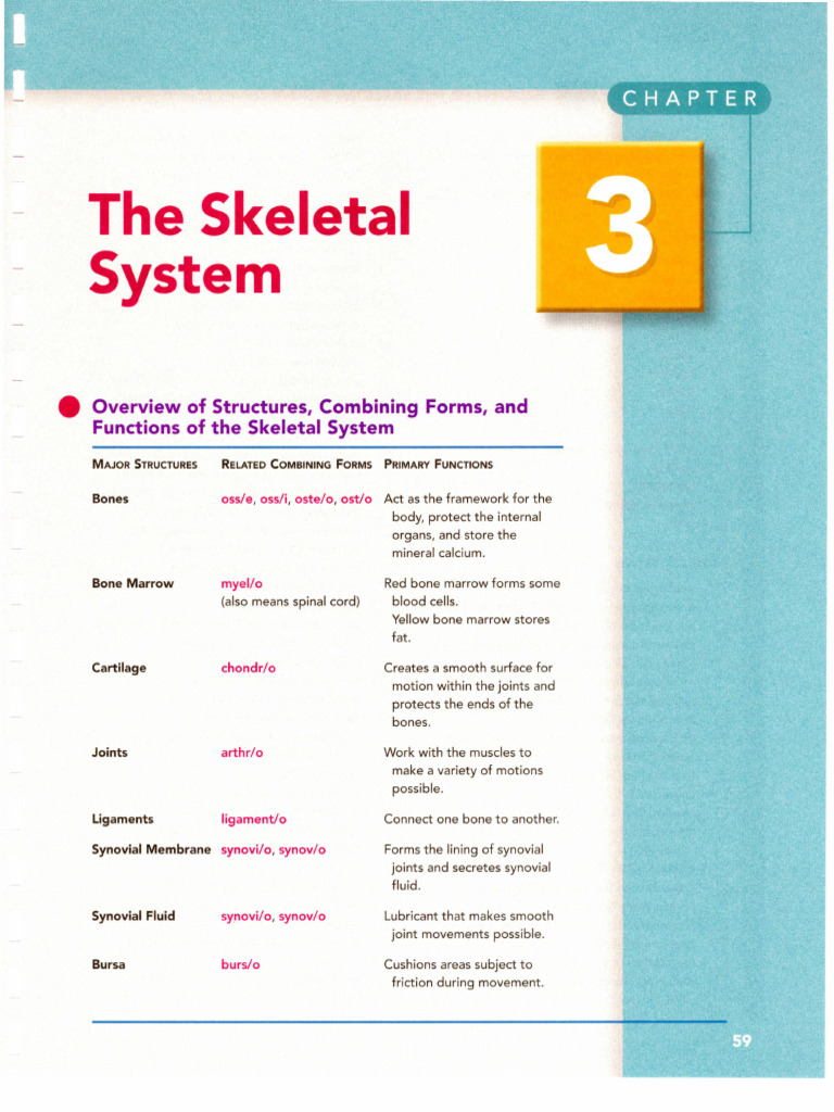 Skeletal System Medcical Terminology | PDF
