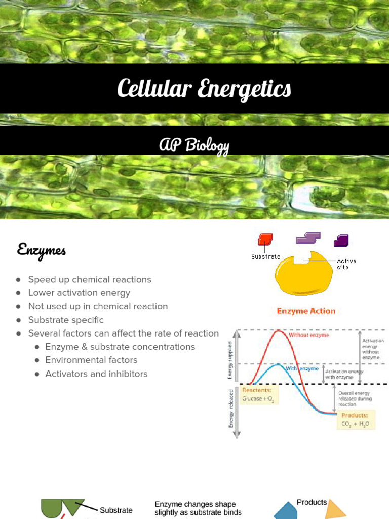 Enzyme Activity and Cellular Respiration | PDF | Cellular Respiration ...